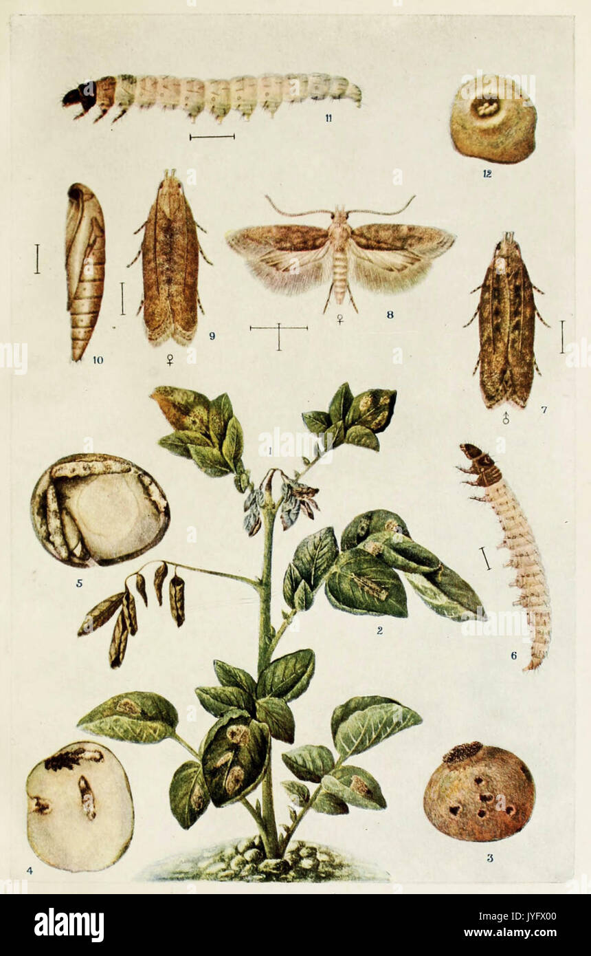 60 Indian Insect Life Harold Maxwell Lefroy Phthorimaea operculella ...