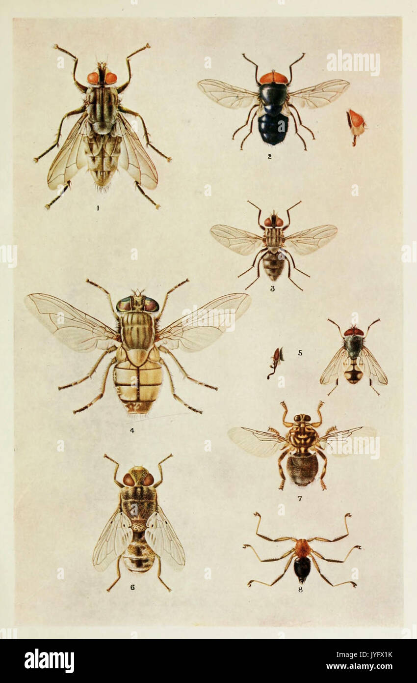Sarcophagidae Vs Muscidae Corpse Fauna The Australian Museum