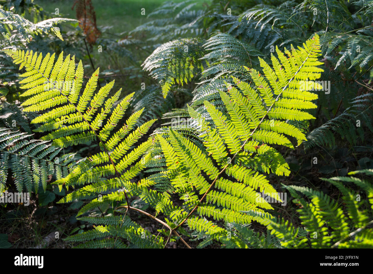 Illuminated ferns hi-res stock photography and images - Alamy