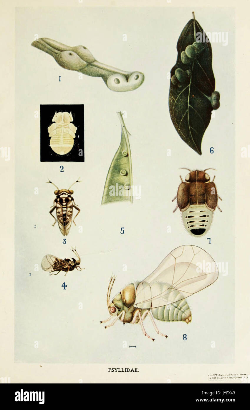 Psyllidae hi-res stock photography and images - Alamy