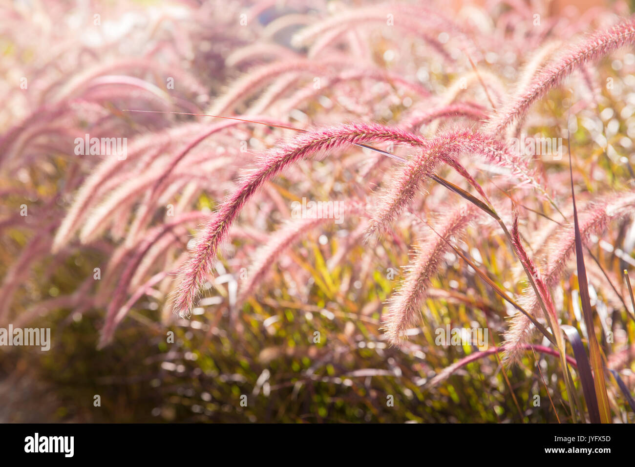 pink grass field or pink flower grass field Stock Photo - Alamy