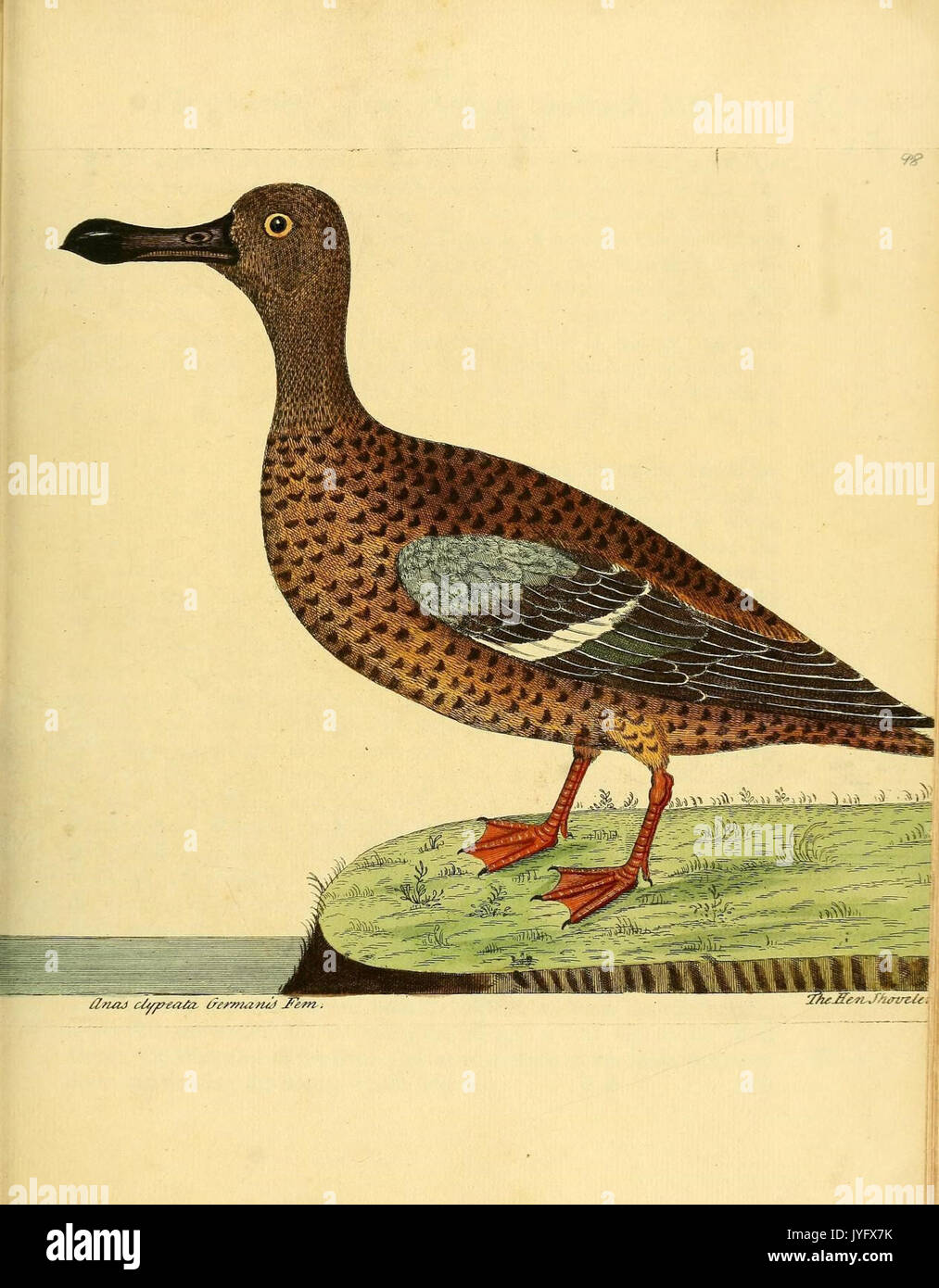 A natural history of birds (Numb. XCVIII) (9241228700 Stock Photo - Alamy