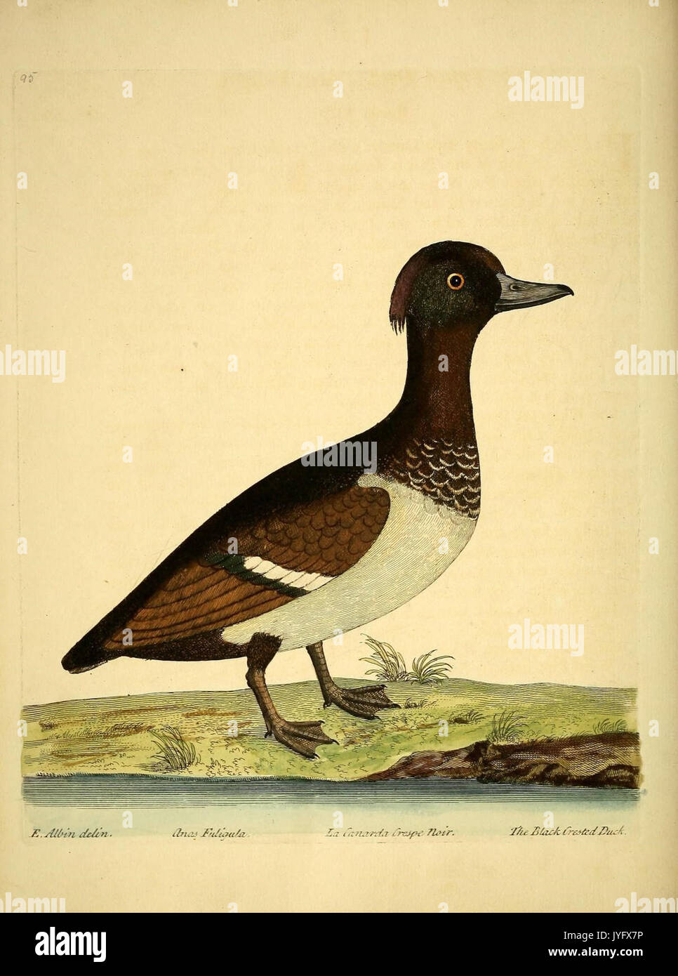 A natural history of birds (Numb. XCV) (9241224920 Stock Photo - Alamy