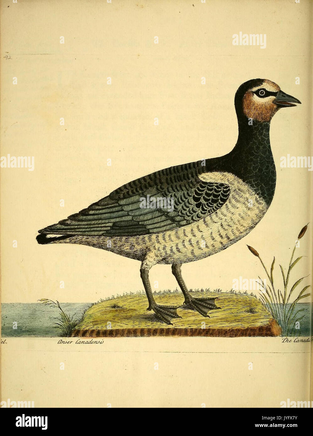 A natural history of birds (Numb. XCII) (9238438261 Stock Photo - Alamy