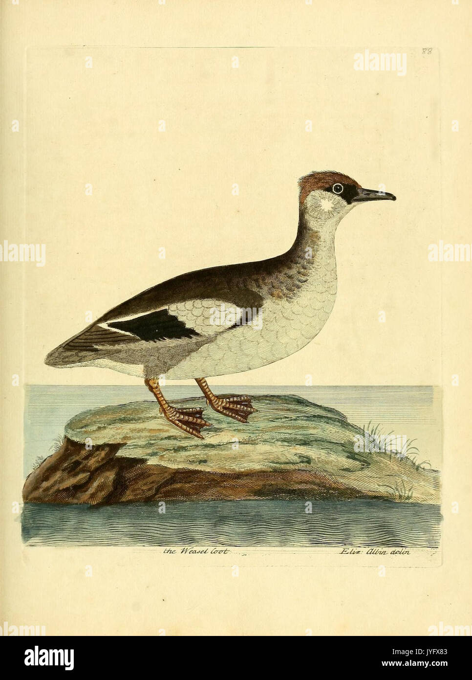 A natural history of birds (Numb. LXXXVIII) (9238433207 Stock Photo - Alamy