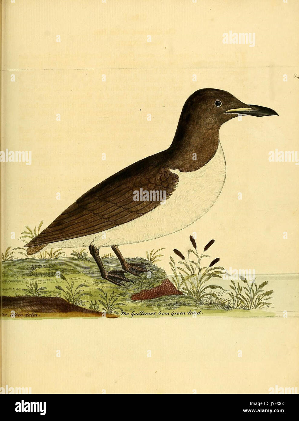 A natural history of birds (Numb. LXXXIV) (9241208188 Stock Photo - Alamy
