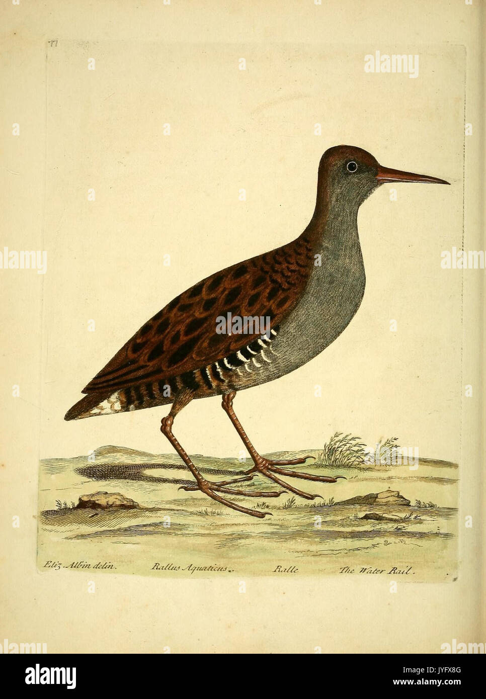 This drawing, titled 'A Natural History of Birds (Numb. LXXVII ...