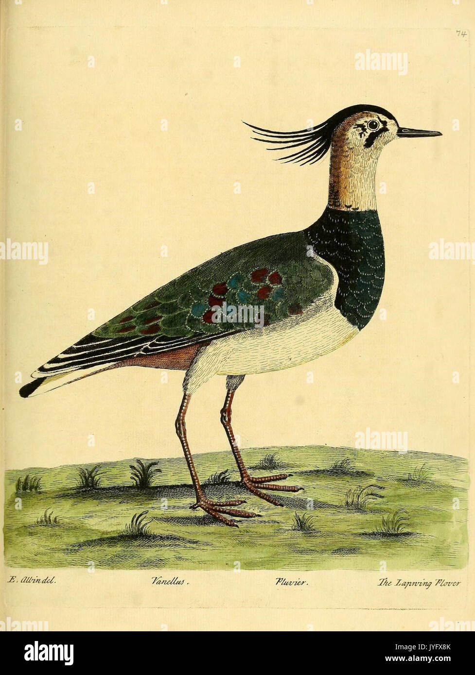 A natural history of birds (Numb. LXXIV) (9238415135 Stock Photo - Alamy