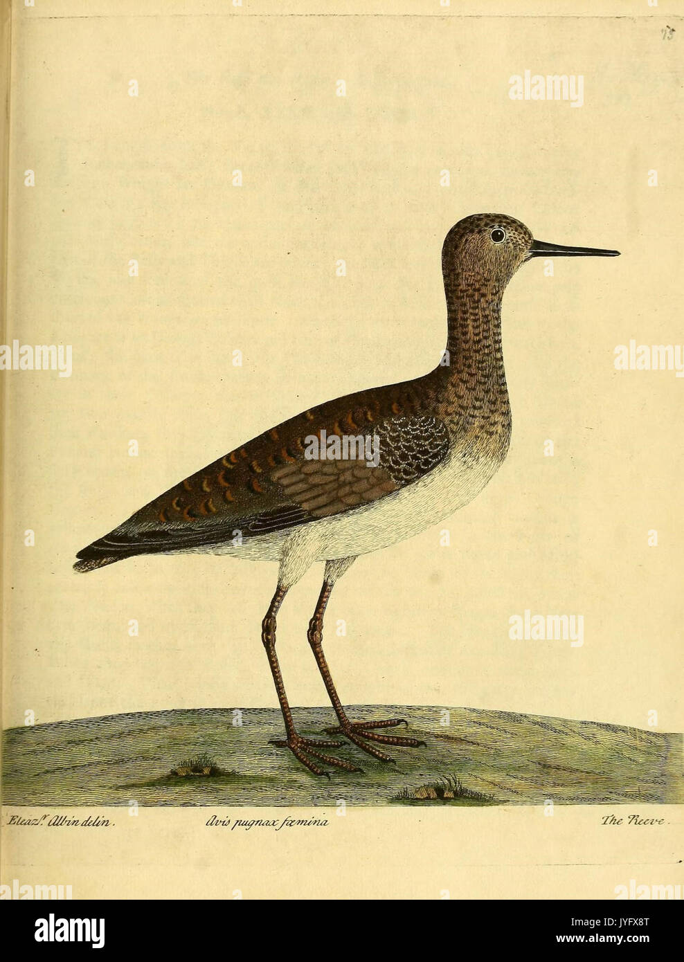 A natural history of birds (Numb. LXXIII) (9241194216 Stock Photo - Alamy