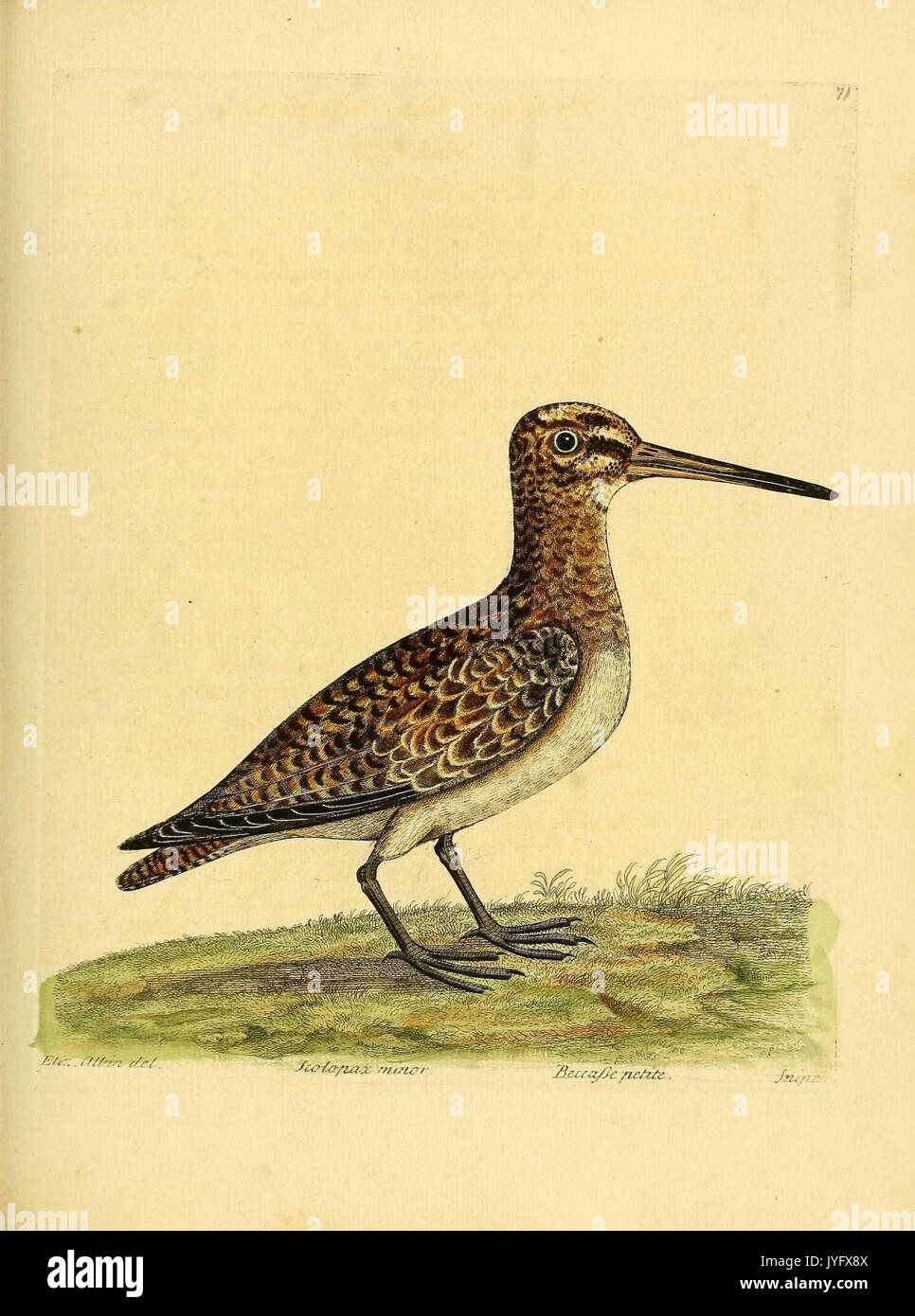 Natural history libraries hi-res stock photography and images - Alamy