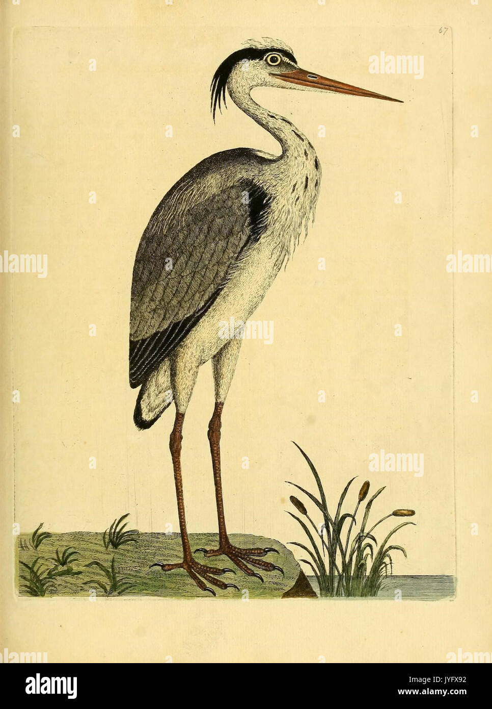 A natural history of birds (Numb. LXVII) (9241186106 Stock Photo - Alamy