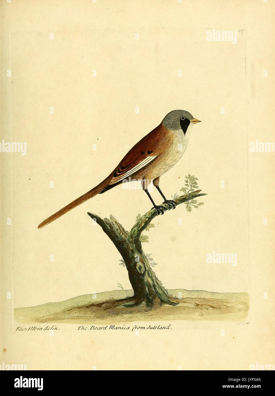 Natural history pictorial works hi-res stock photography and images - Alamy