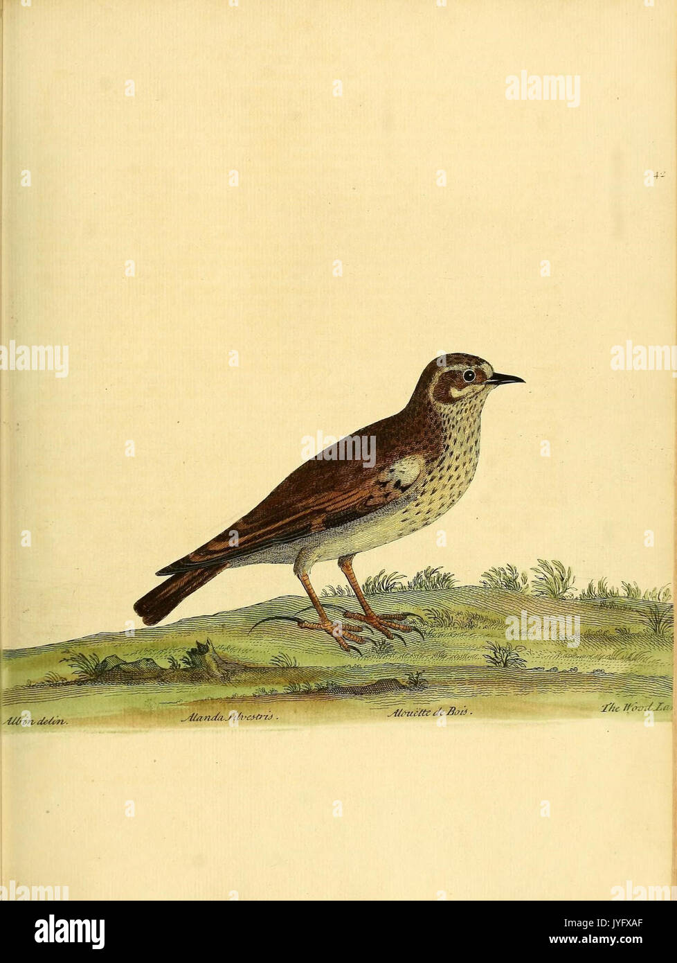 A natural history of birds (Numb. XLII) (9238368959 Stock Photo - Alamy