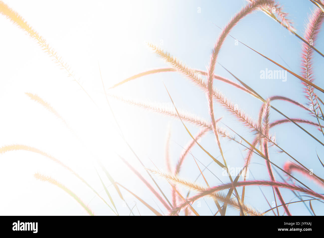 pink grass field or pink flower grass field Stock Photo - Alamy
