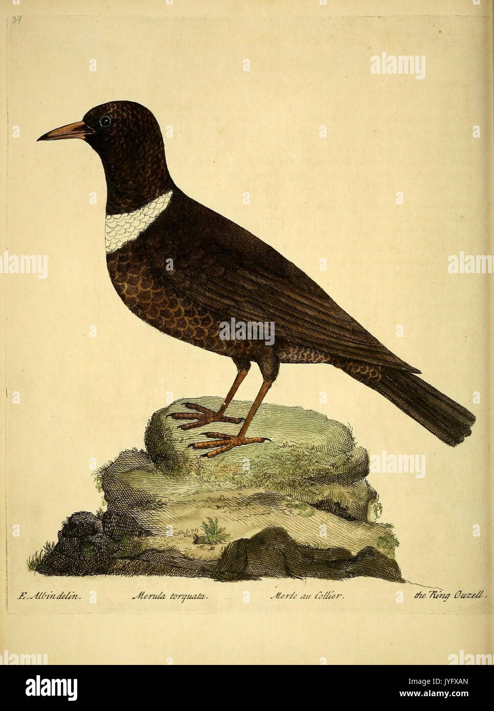 A natural history of birds (Numb. XXXIX) (9238365251 Stock Photo - Alamy