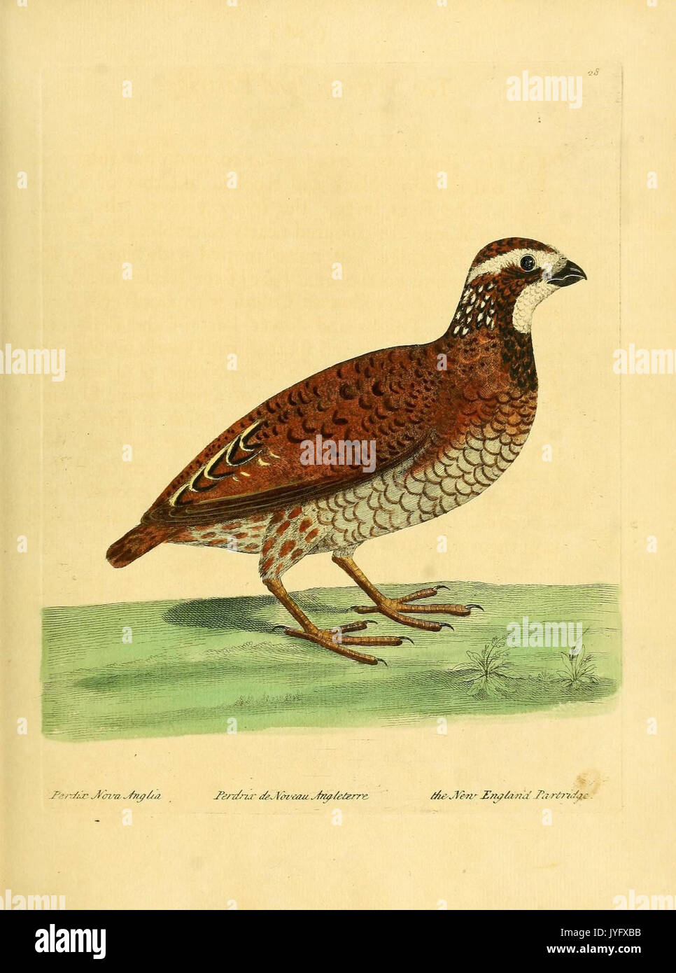 Natural descriptions hi-res stock photography and images - Alamy