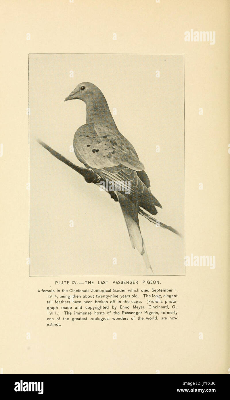 A history of the game birds, wild fowl and shore birds of Massachusetts ...