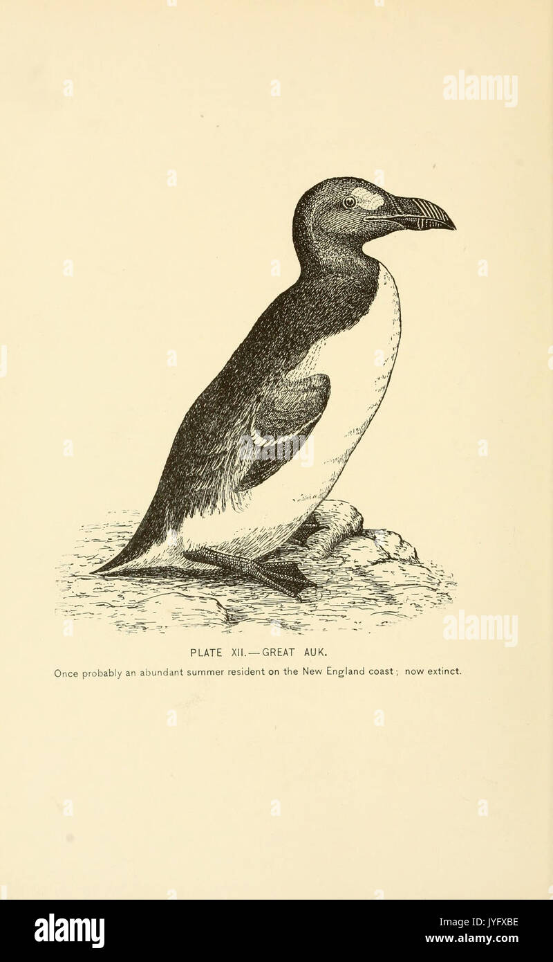 A history of the game birds, wild fowl and shore birds of Massachusetts ...