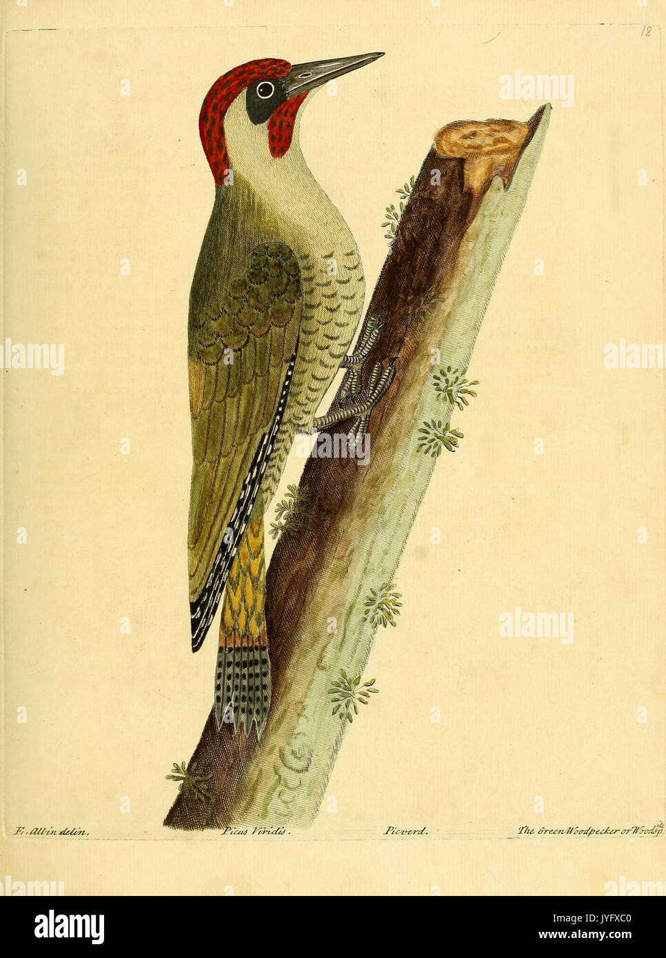 A natural history of birds (Numb. XVIII) (9238335517 Stock Photo - Alamy