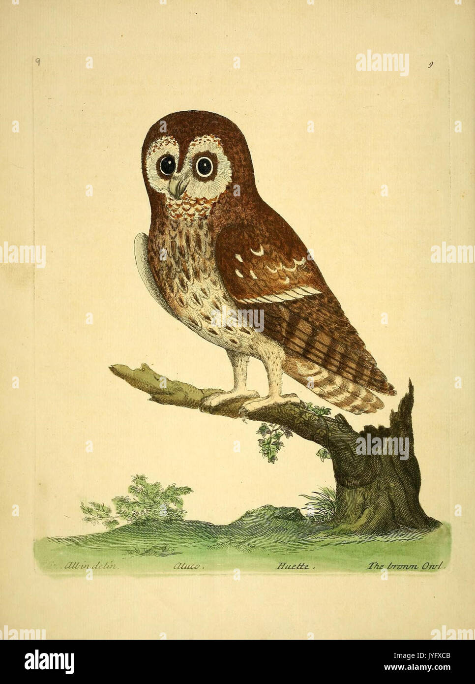A natural history of birds (Numb. IX) (9241099904 Stock Photo - Alamy