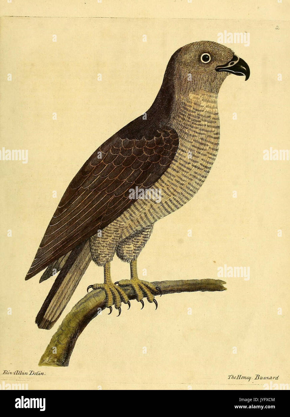 A natural history of birds (Numb. II) (9238308199 Stock Photo - Alamy