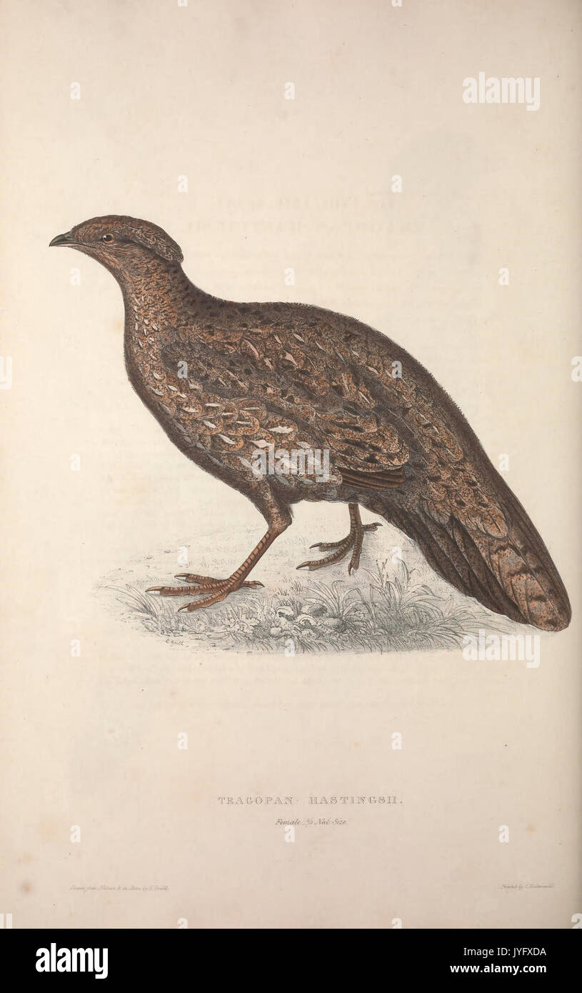 A century of birds from the Himalaya Mountains (TAB. LXV) (9237283049 ...