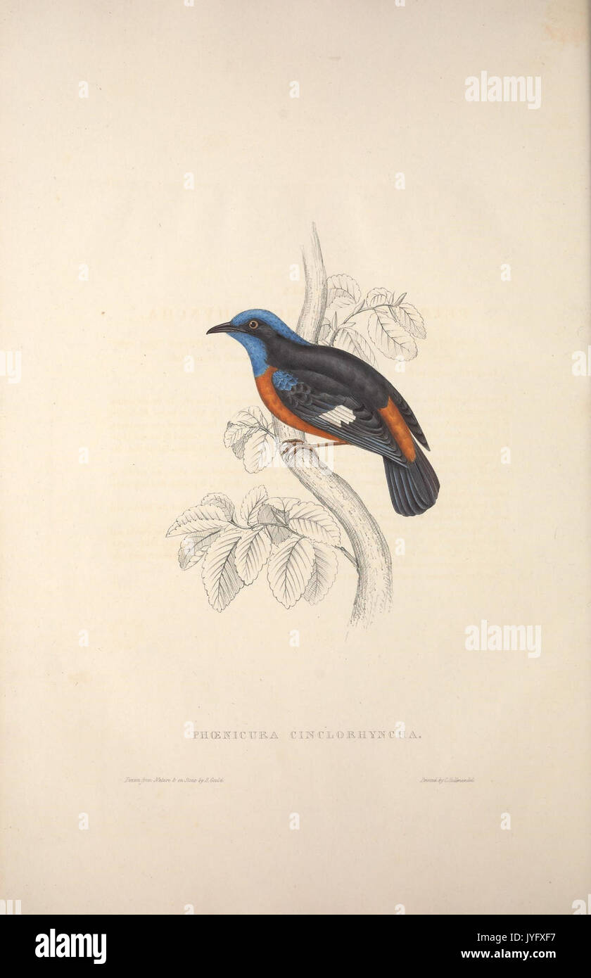 A century of birds from the Himalaya Mountains (TAB. XIX) (9240006338 ...