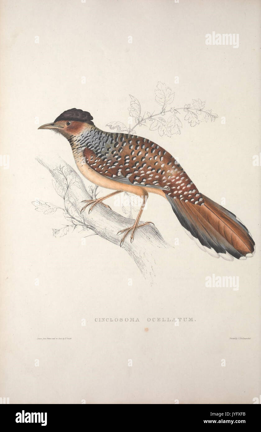 A century of birds from the Himalaya Mountains (TAB. XV) (9237222639 ...