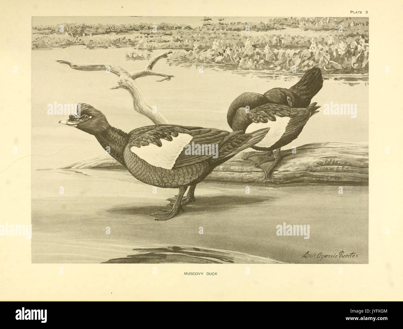 A natural history of the ducks (Plate 3) (8230109696 Stock Photo - Alamy