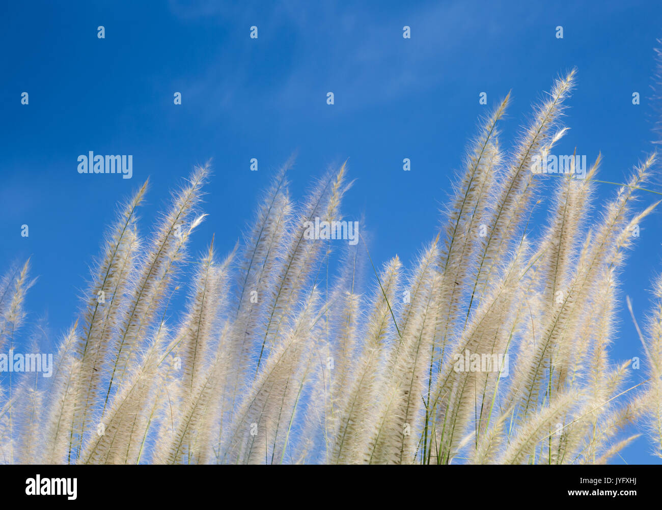windy grass field or flower grass field Stock Photo - Alamy