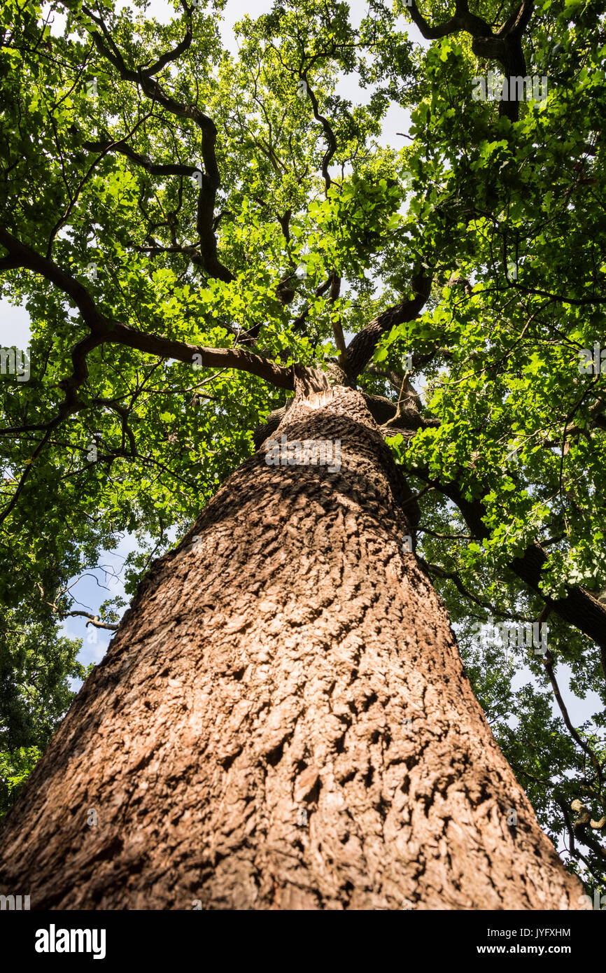 The trunk of a mighty English oak tree (Quercus robur Stock Photo - Alamy