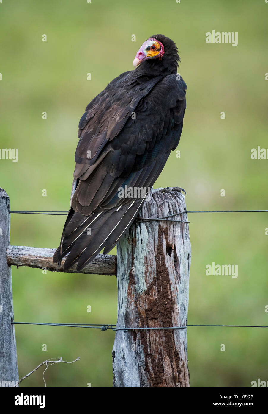 Lesser yellow headed vulture hi-res stock photography and images - Alamy