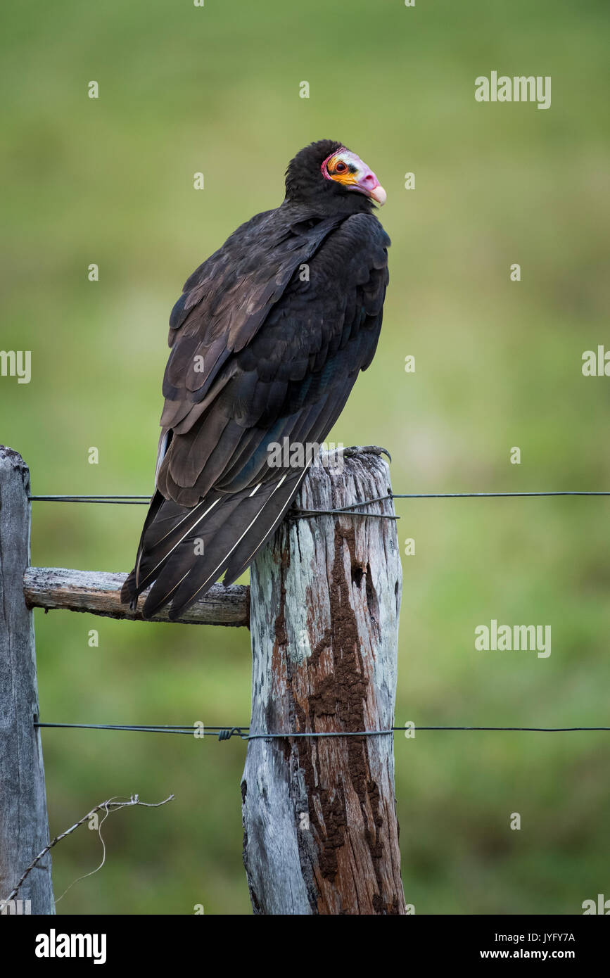 Lesser yellow-headed vulture (Cathartes burrovianus) sitting on a fence ...