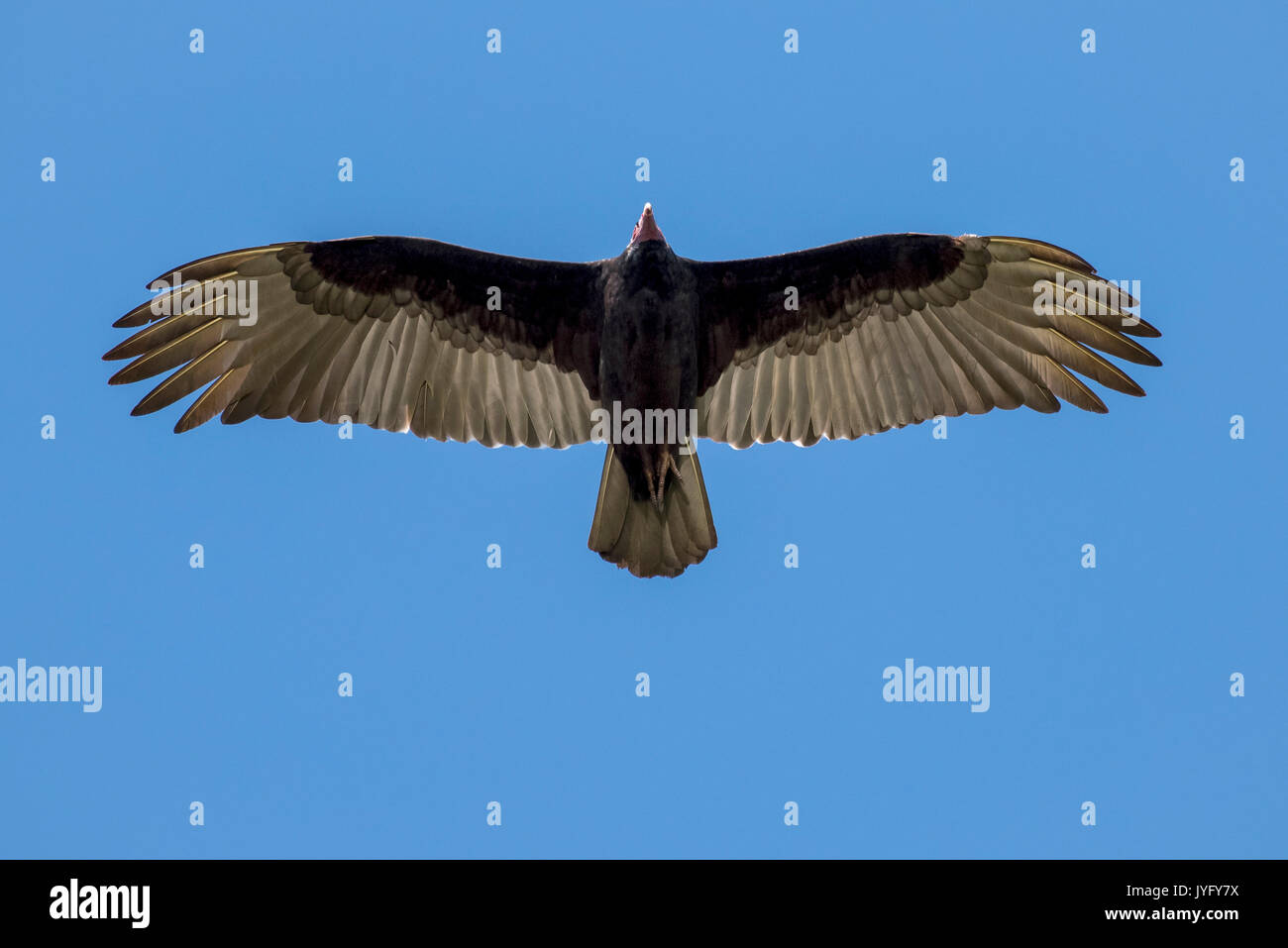 Lesser yellow-headed vulture (Cathartes burrovianus) in flight ...