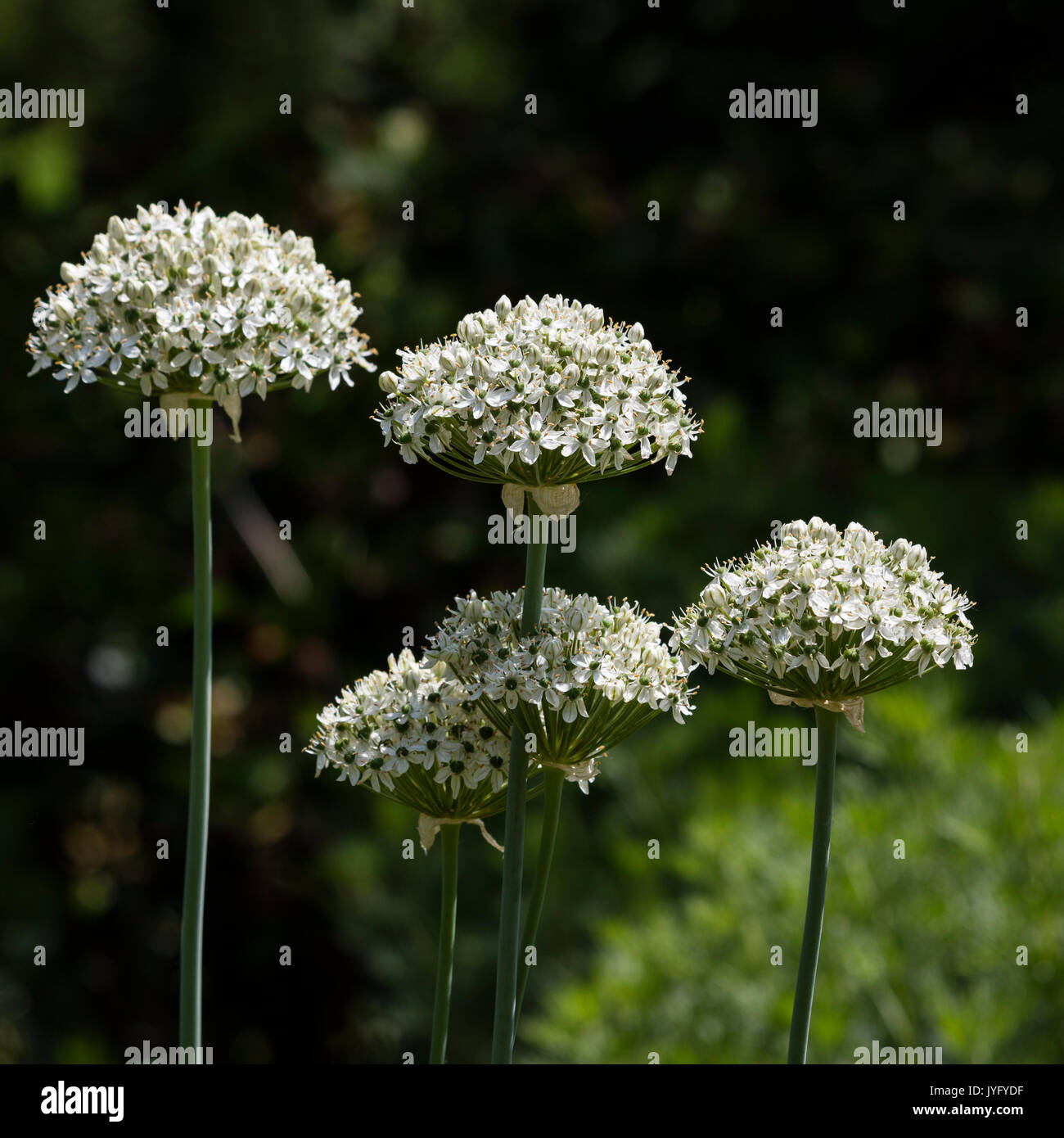 Ornamental leek (allium Stock Photo - Alamy