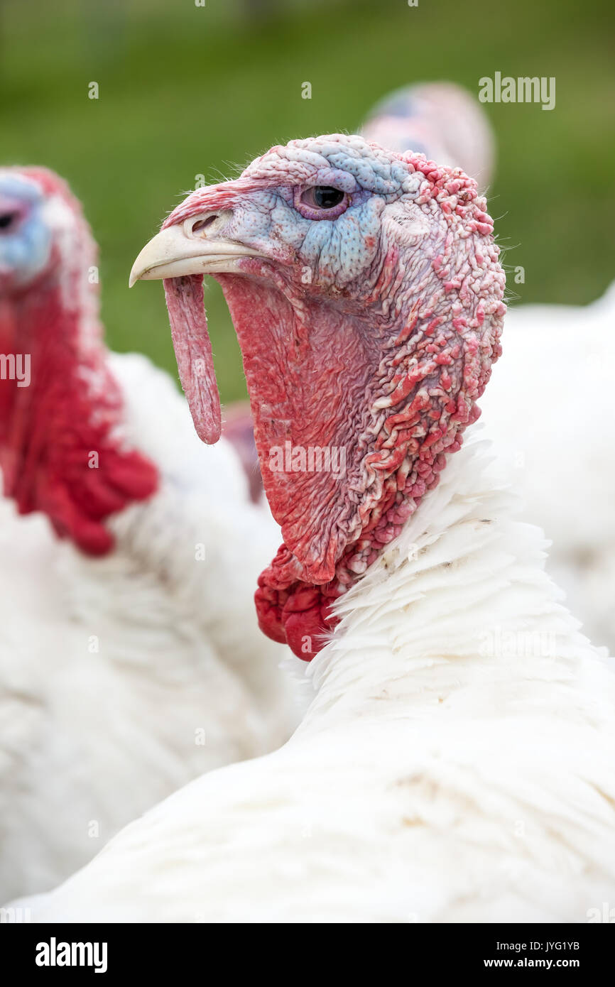 In close up, this turkey looks the beautiful colors on its head Stock ...