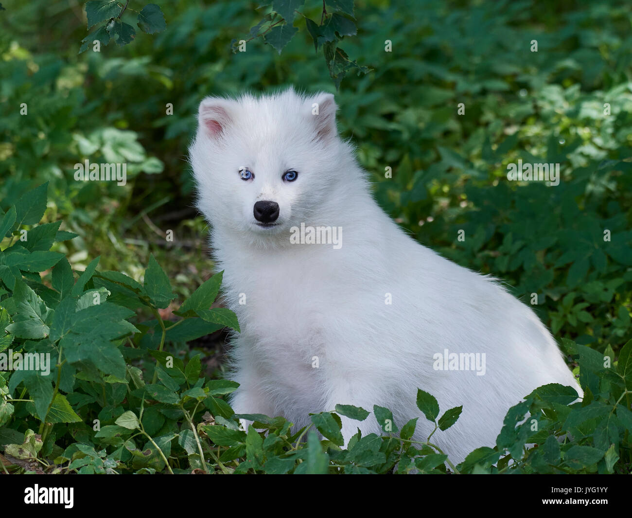 Raccoon dog hi-res stock photography and images - Alamy