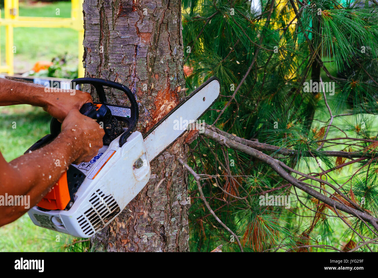 Cutting trees with saw Workers With Chainsaw In The Forest Stock Photo ...