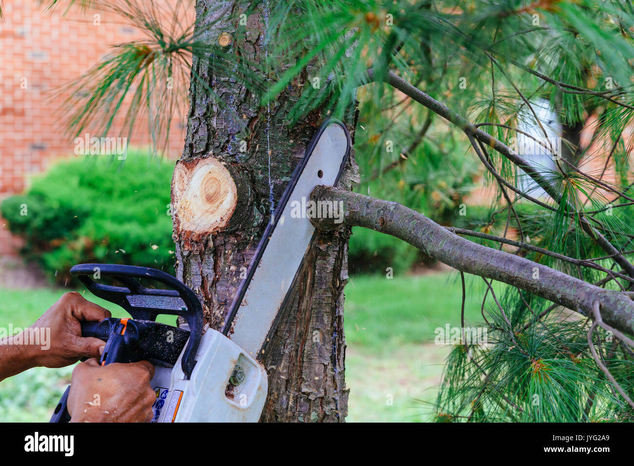 Professional is cutting trees using a chainsaw Cutting trees with saw ...