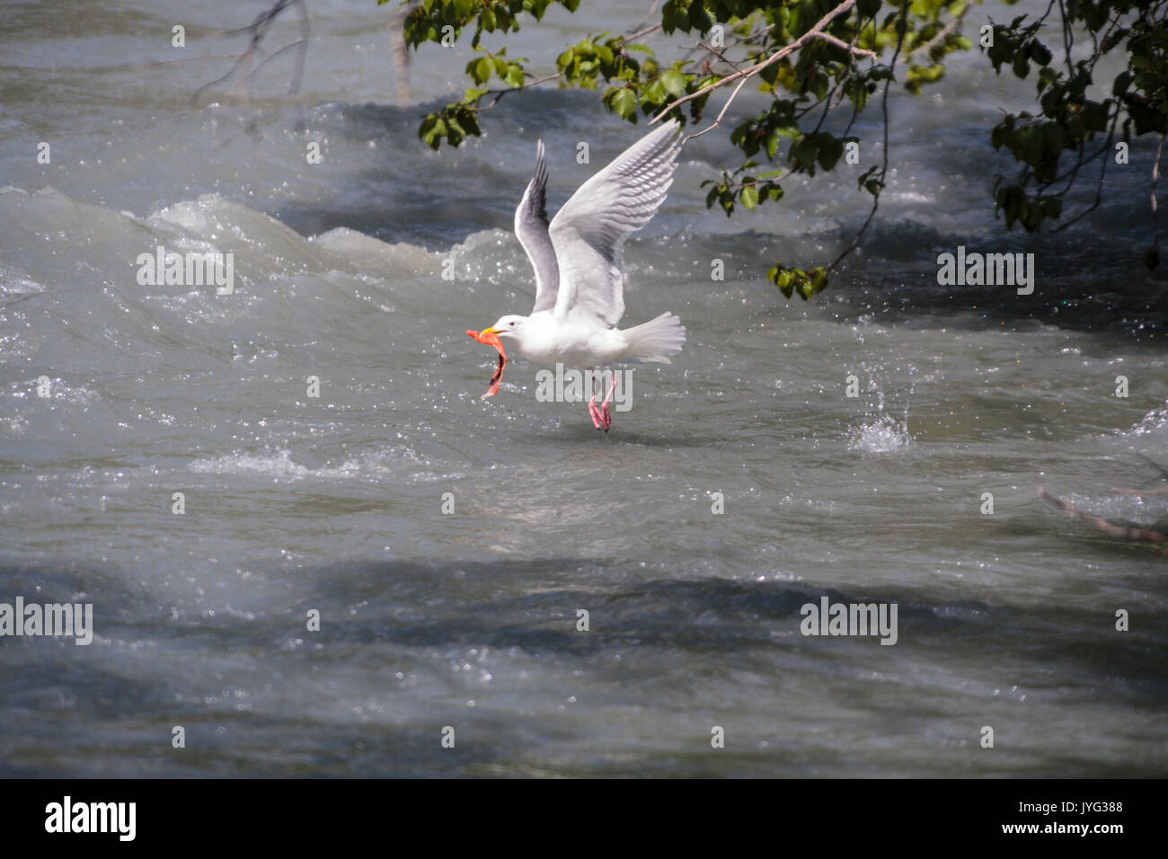 Seagull hunting for fish hi-res stock photography and images - Alamy