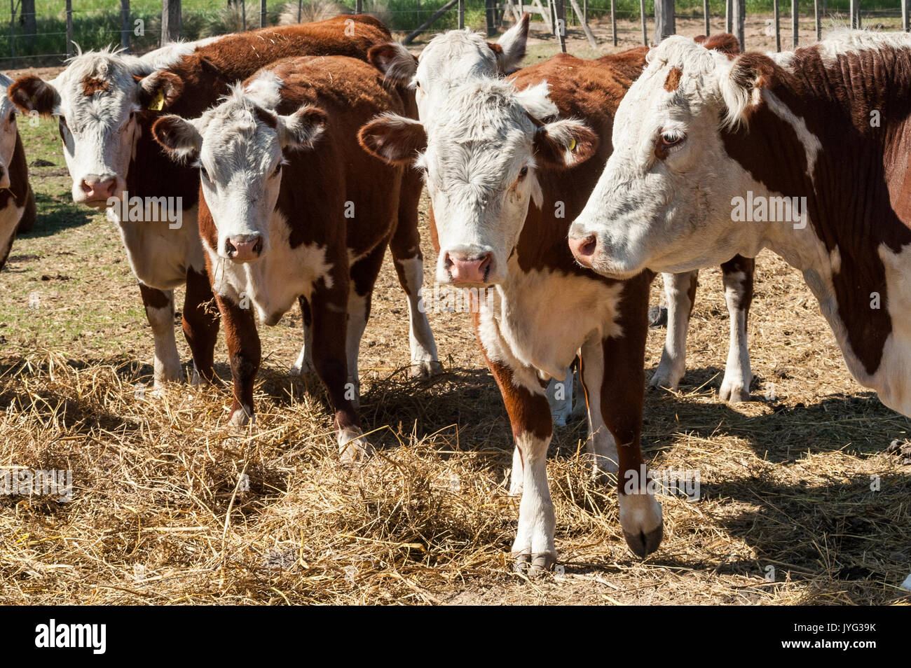 Intensive cattle farm america hi-res stock photography and images - Alamy