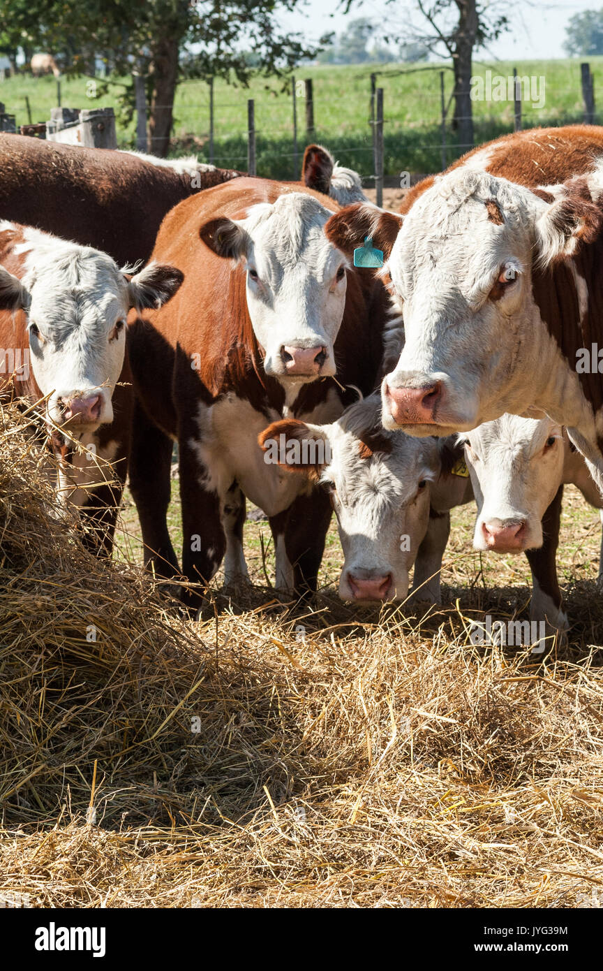 Argentinian cows in Buenos Aires Province Stock Photo - Alamy