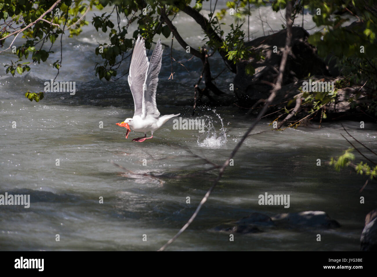 Seagull catching a fish, Exit Glacier Road, Kenai Fjords Nationalpark ...