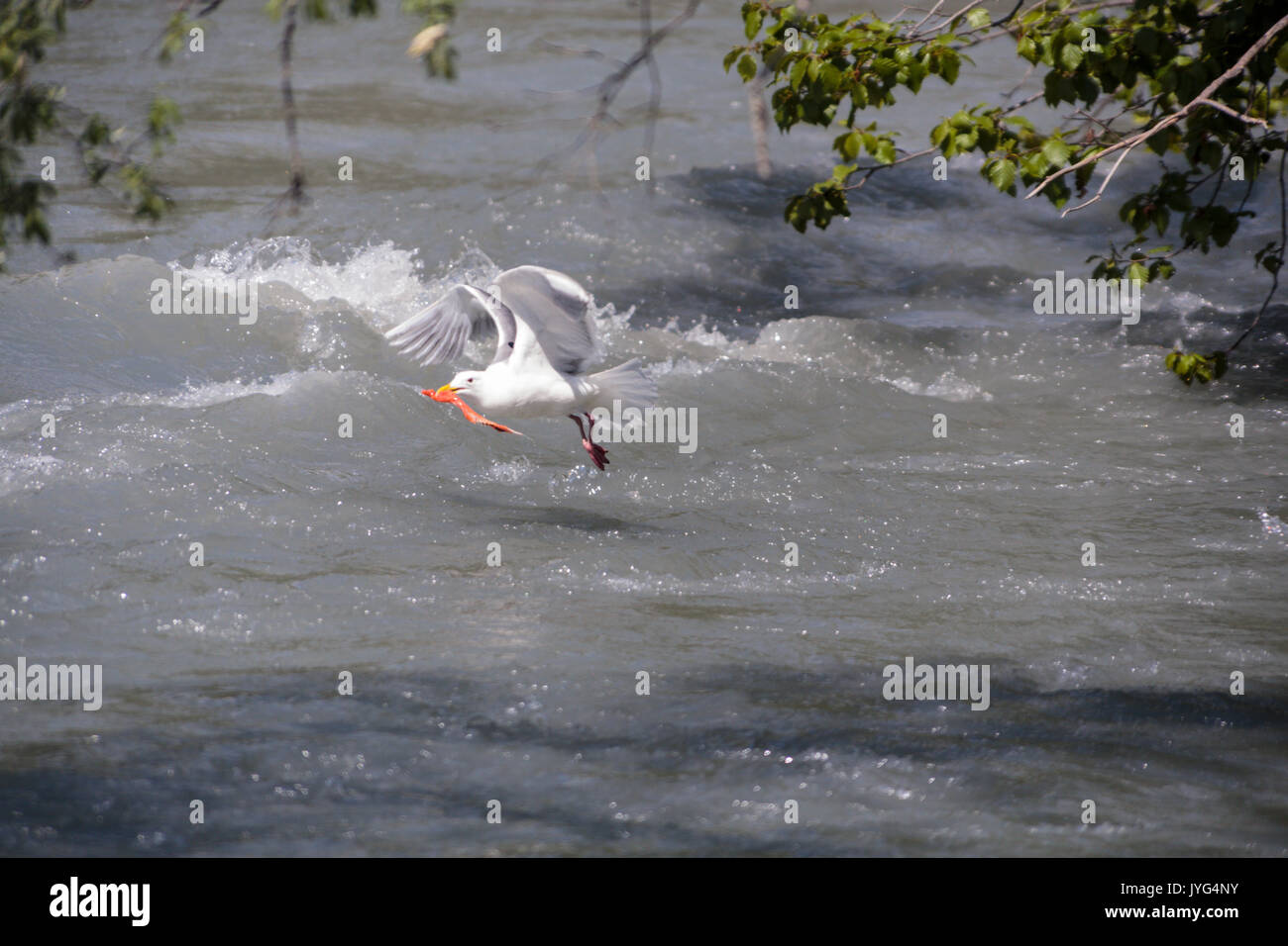 Seagull catching a fish, Exit Glacier Road, Kenai Fjords Nationalpark ...