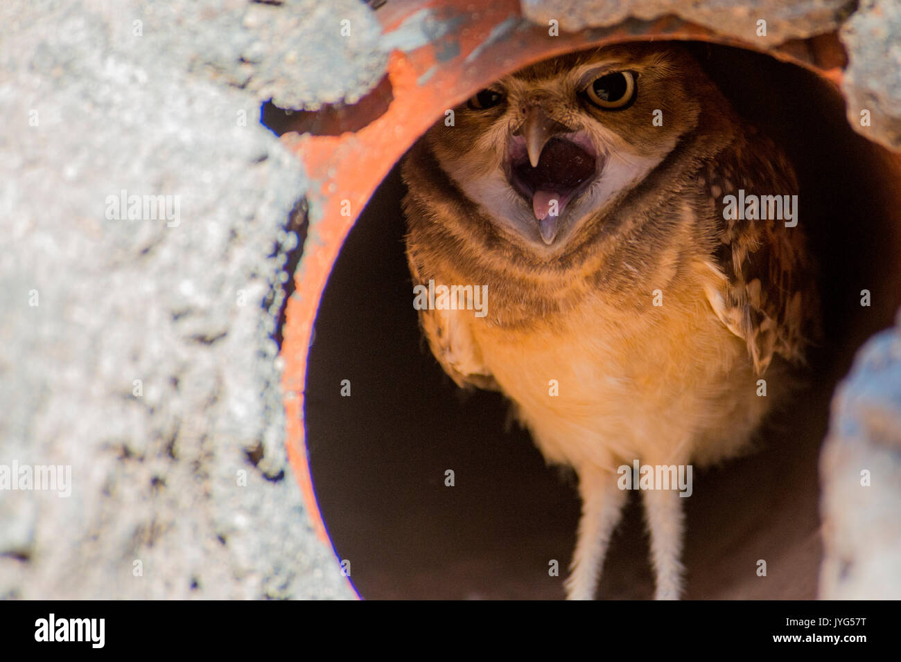 Baby birds calling hi-res stock photography and images - Alamy