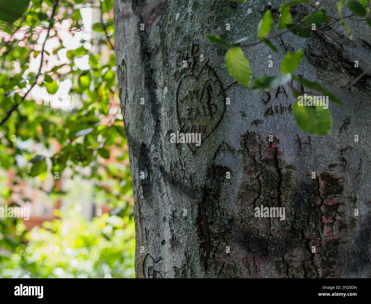 Hearts and names carved into tree bark Stock Photo - Alamy