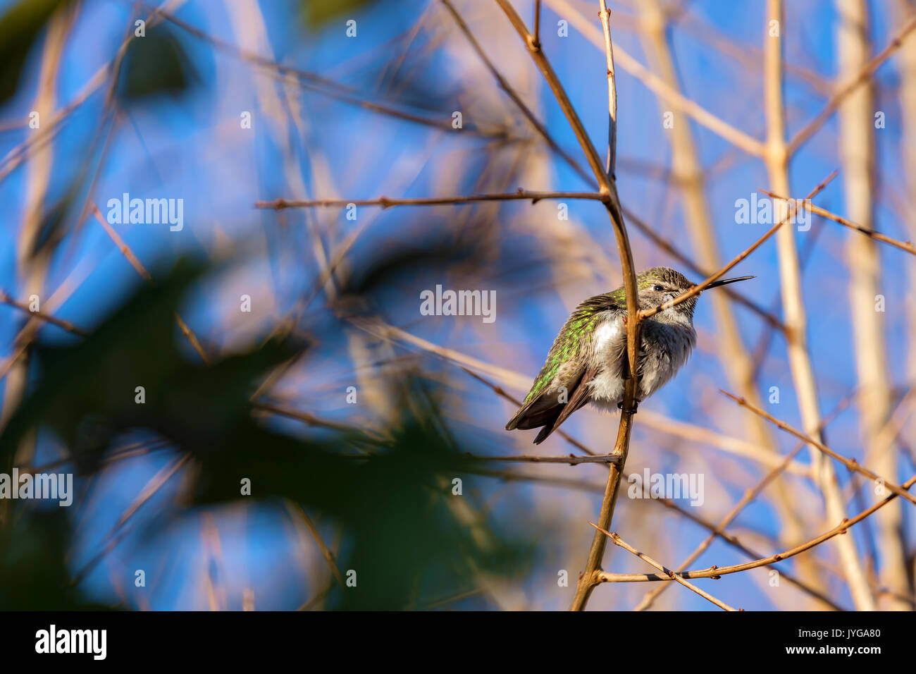 Female anna hummingbird hi-res stock photography and images - Alamy