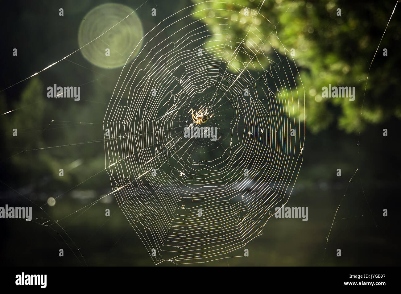 Spider web in the tree. web in the middle of his web on the green ...