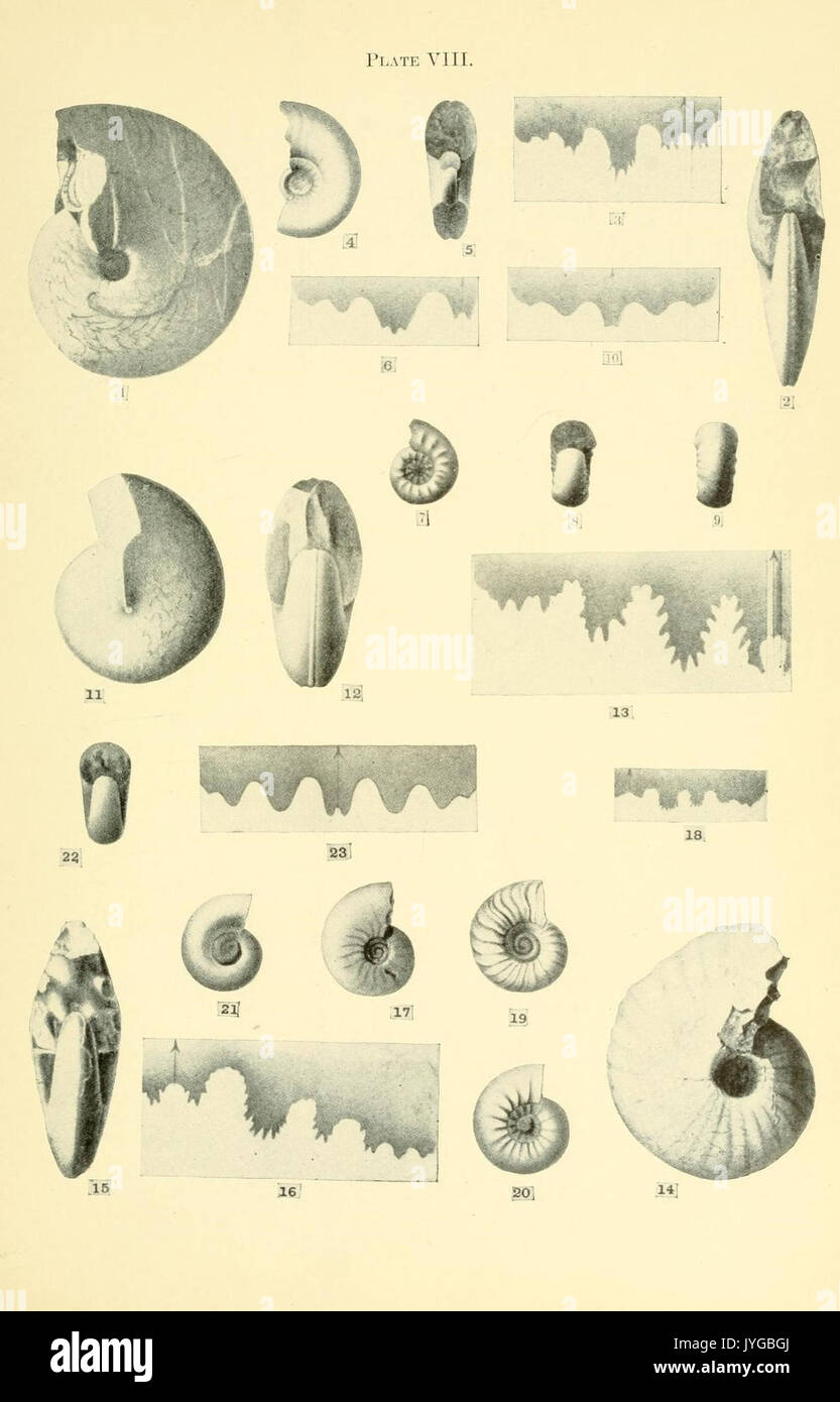 Acceleration of development in fossil Cephalopoda (Plate VIII ...