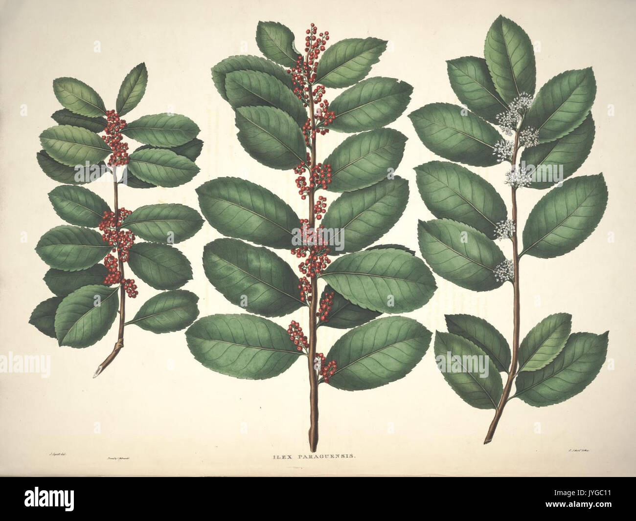 Genus pinus hi-res stock photography and images - Alamy